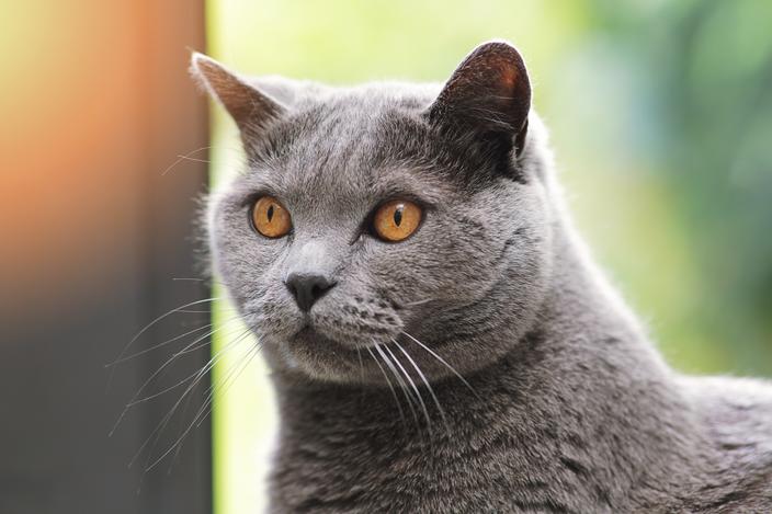 Chartreux : origine, taille et caractère