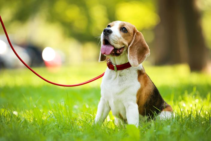Beagle : origine, taille et caractère