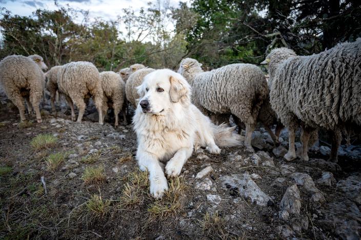 Patou ou chien de montagne des Pyrénées : origine, taille et caractère