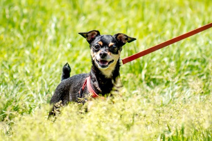 Découvrez 5 races de chiens miniatures