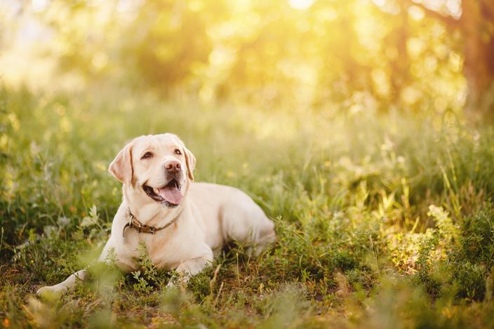 Labrador retriever : origine, taille et caractère