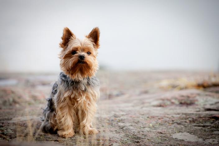 Yorkshire Terrier : origine, taille et caractère