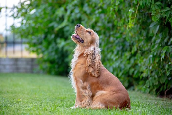 Le cocker anglais : origine, taille et caractère