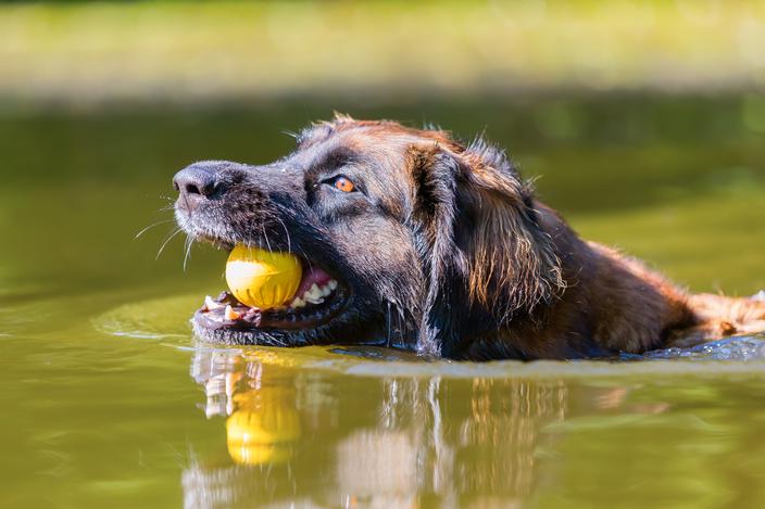 Le leonberg : origine, taille et caractère