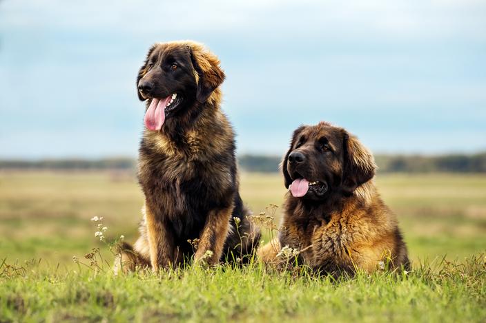 Le leonberg : origine, taille et caractère