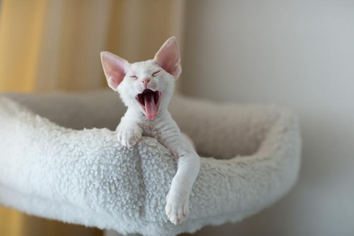 Le Devon Rex : origine, taille et caractère