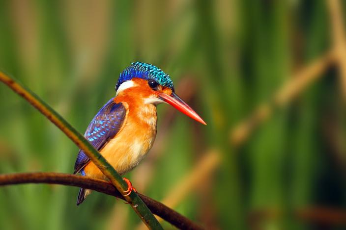 Oiseaux : 10 espèces parmi les plus colorées au monde