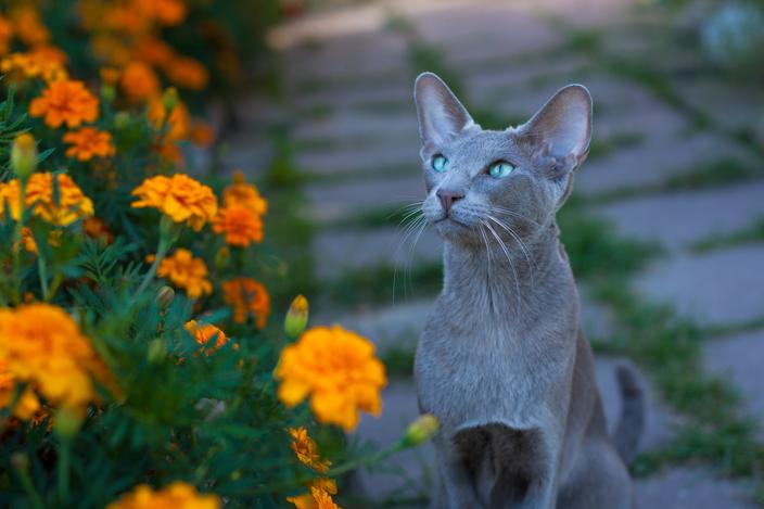 Découvrez 5 races de chats à poil court