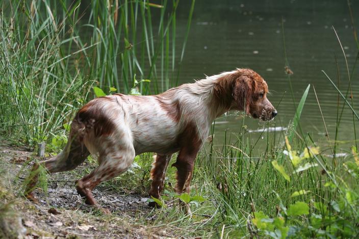 L'épagneul breton : origine, taille et caractère