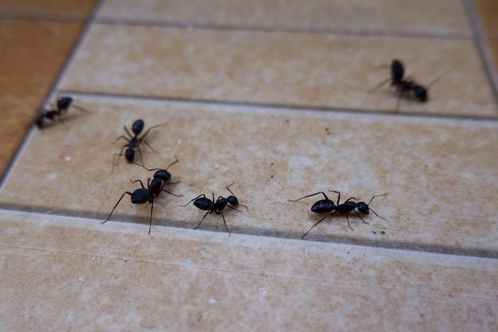 Comment identifier les insectes les plus courants dans la maison