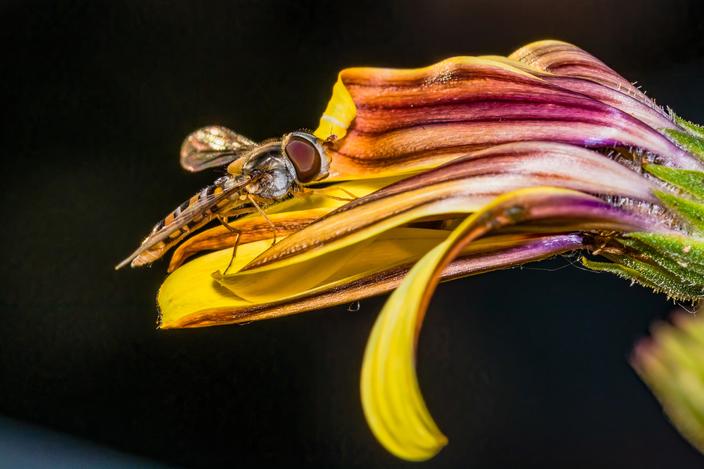 Le syrphe, une mouche très utile au jardin