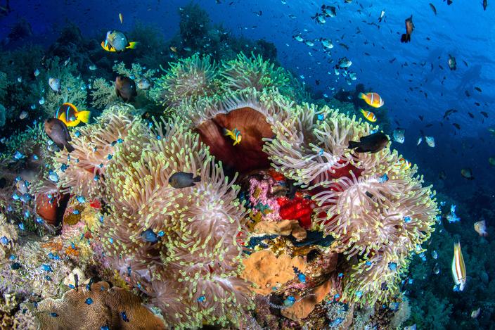 Égypte : dix sites de plongée féériques en mer Rouge