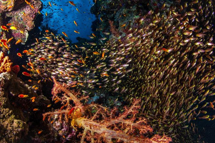 Égypte : dix sites de plongée féériques en mer Rouge