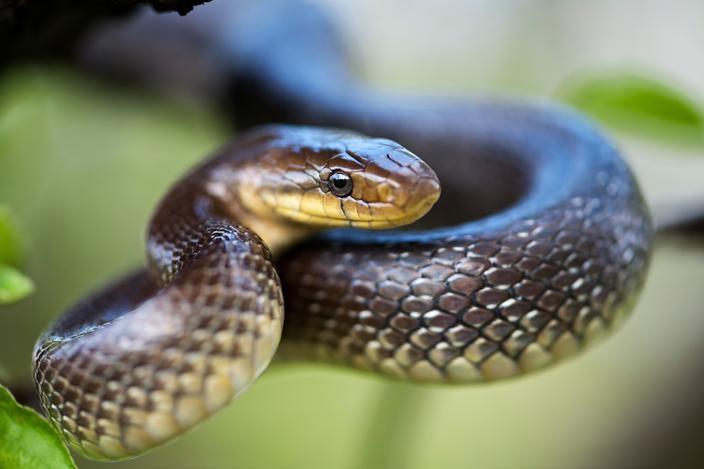 5 espèces de serpents domestiques