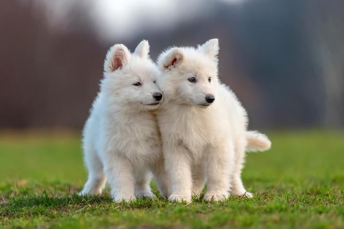 Le Berger Blanc Suisse : origine, taille et caractère