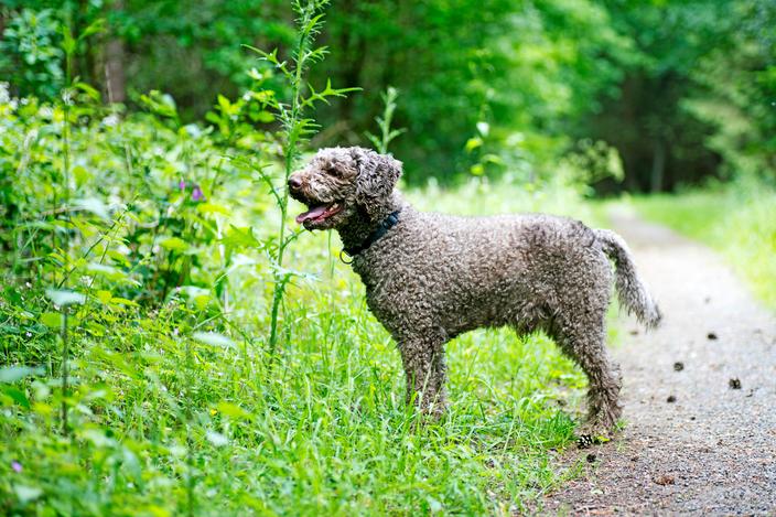 Chiens truffiers : quelles races choisir
