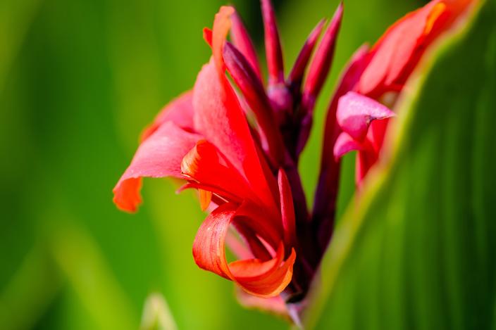 6 fleurs rouges pour un jardin flamboyant