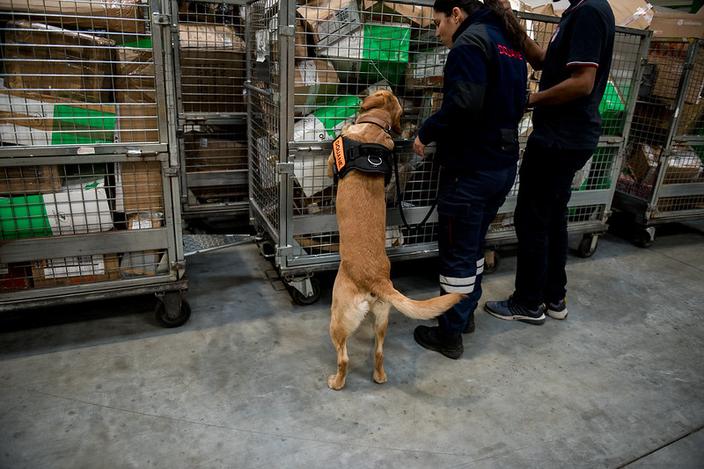 Ces chiens limiers qui travaillent au service des forces de l'ordre ou ...
