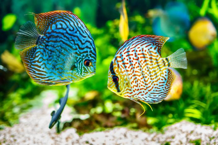 5 espèces de poissons pour aquarium
