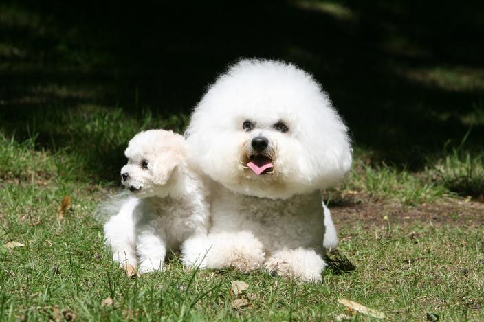 Bichon frisé : origine, taille et caractère