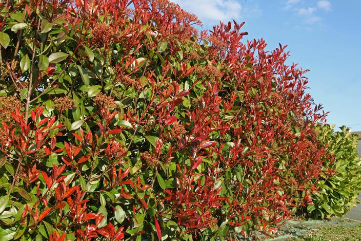 Haie persistante : 5 arbustes qui gardent leurs feuilles