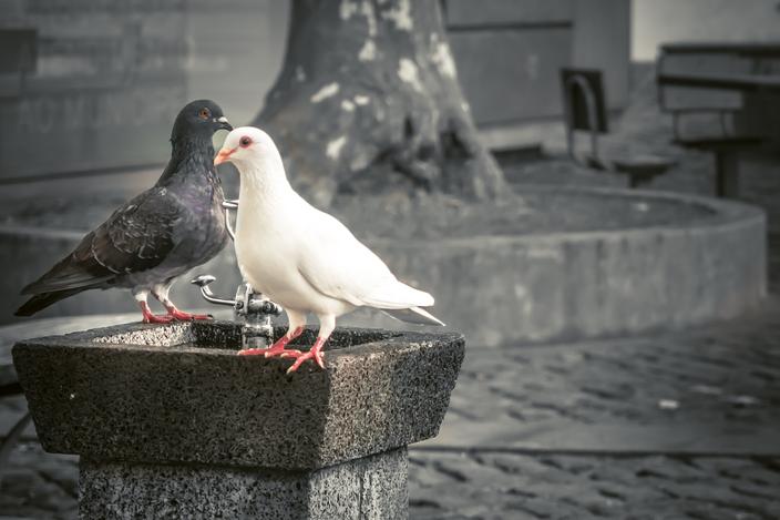 Colombe : habitat, alimentation et prix