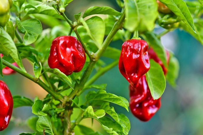 5 variétés de piment à cultiver dans son jardin