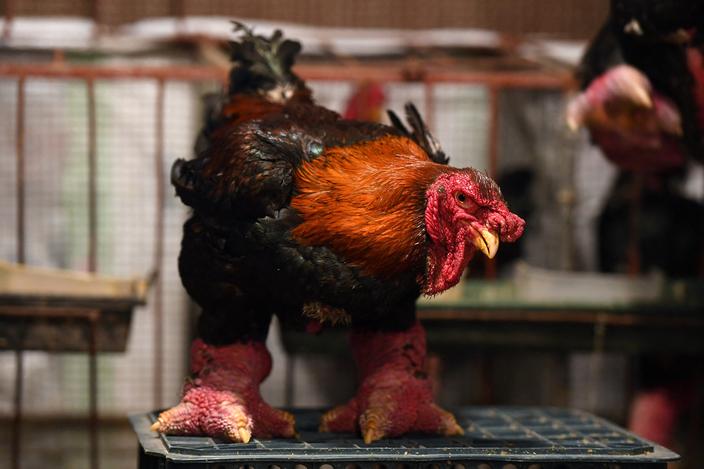 Vietnam : les pattes de «poulet dragon», un mets très apprécié au Nouvel an