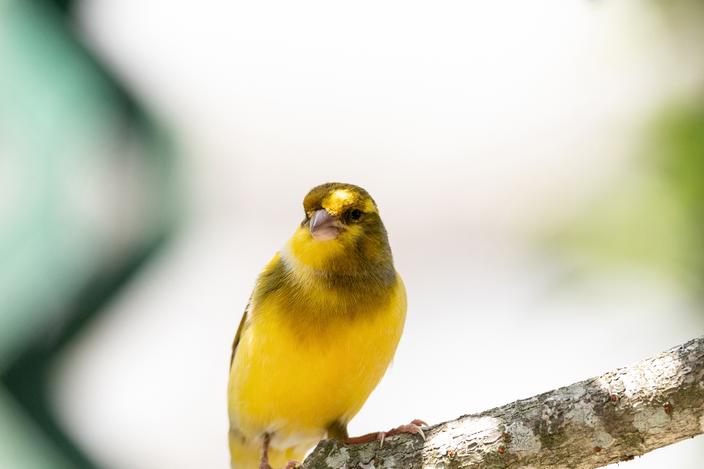 Découvrez 7 oiseaux jaunes enchanteurs