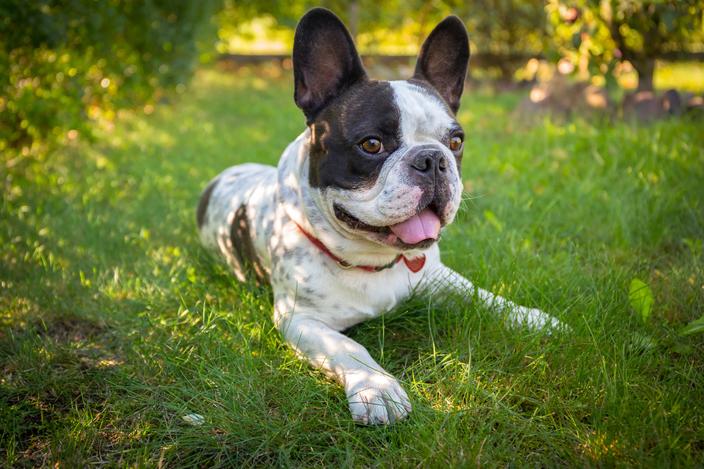 5 races de chiens au nez plat