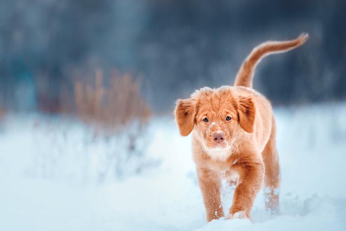 Découvrez 5 races de chiens roux