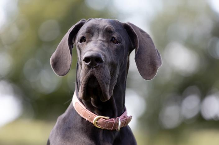 5 races de chiens aux oreilles tombantes