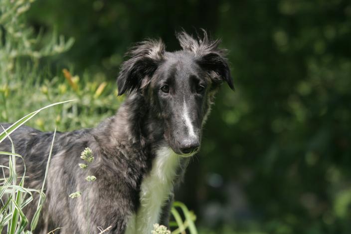 5 races de chiens avec un long museau