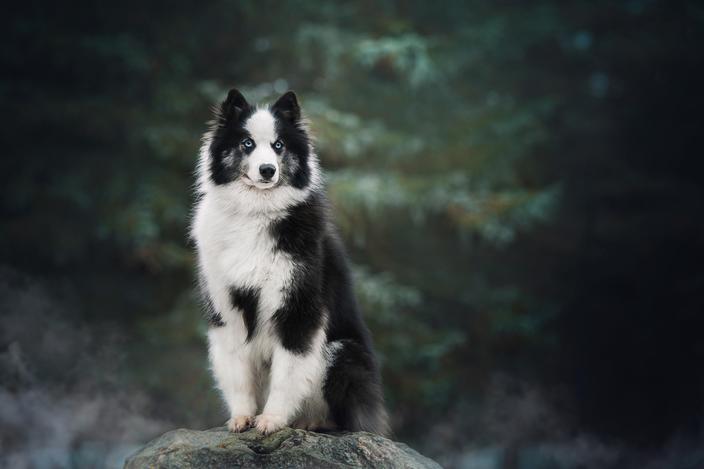 Laïka de Yakoutie : origine, taille et caractère