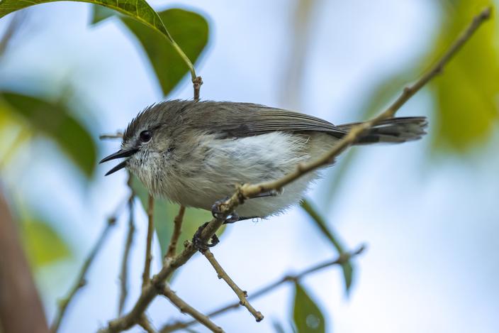 Découvrez les 5 oiseaux les plus petits du monde