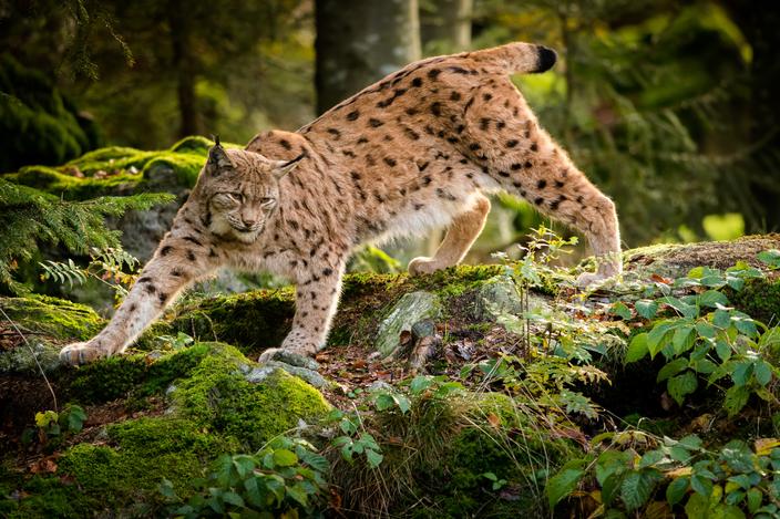 Le Lynx boréal : 5 choses à savoir sur cet animal difficile à observer