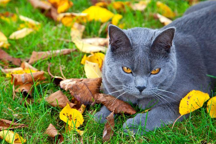 Quelles sont les races de chats adaptées à la vie en extérieur
