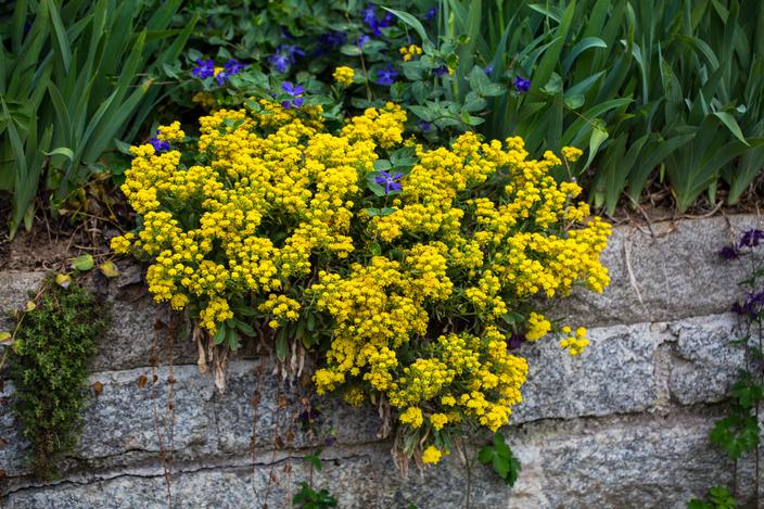 6 fleurs de rocaille pour décorer un muret