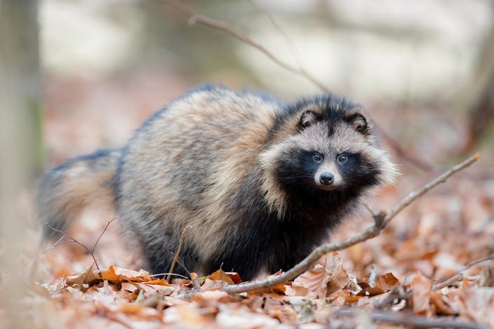 Découvrez 5 espèces de chiens sauvages