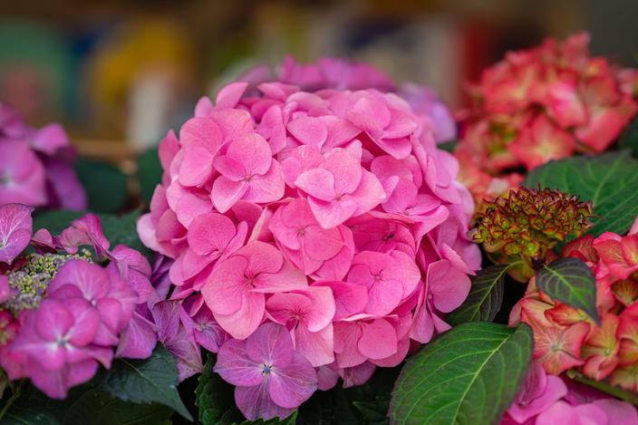 4 fleurs rondes à planter au jardin pour faire de jolis bouquets