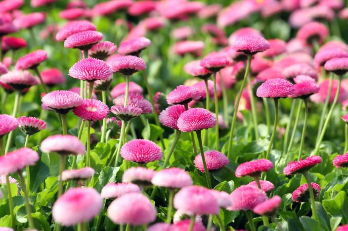 4 fleurs rondes à planter au jardin pour faire de jolis bouquets