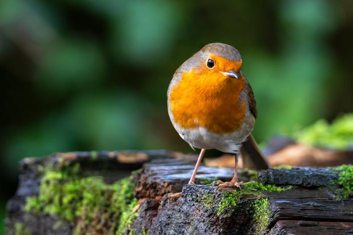 Les 10 espèces d'oiseaux les plus observées dans nos jardins