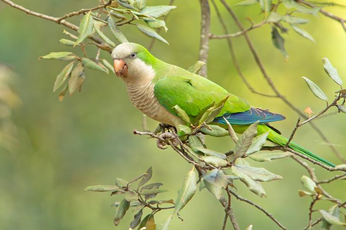 5 oiseaux verts à admirer