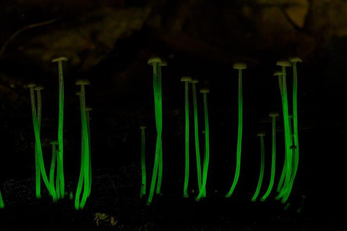 5 champignons bioluminescents et tout à fait fascinants