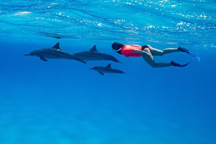 Vous rêvez de plonger ou nager avec les dauphins ? Les 7 plus beaux ...