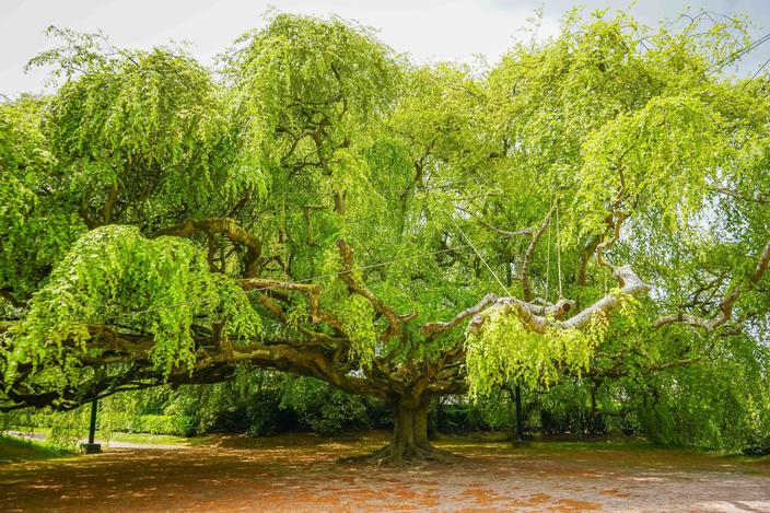 Cet «arbre français de l'année» devient le «deuxième plus bel arbre ...