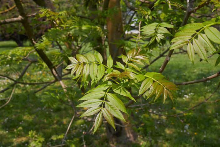 Allergie au pollen : 14 arbres à ne pas planter dans son jardin