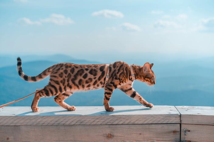 Bengal : taille, caractère et prix moyen