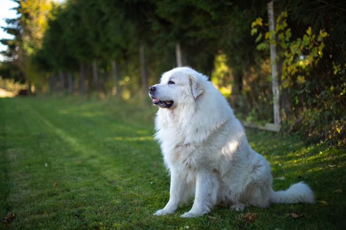 Découvrez 5 races de chiens blancs