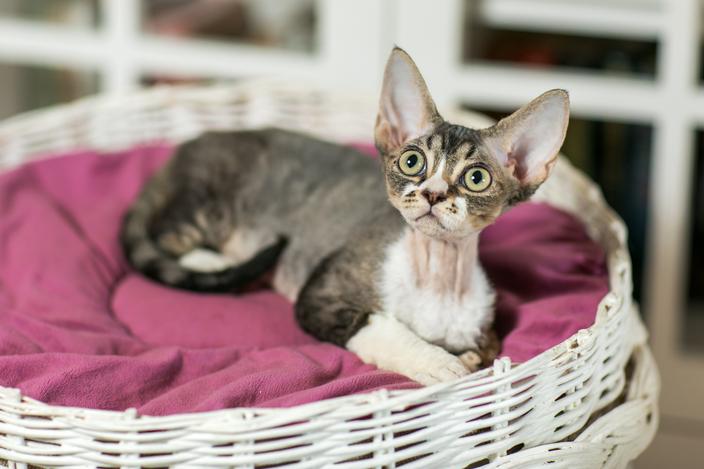 Le Devon Rex : origine, taille et caractère